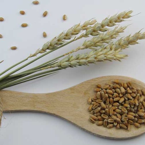 Gerst koken, een vezelrijke soort graan.